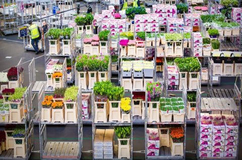 Flower Auction Royal Flora Holland and Tulip Farm Visit with Private ...